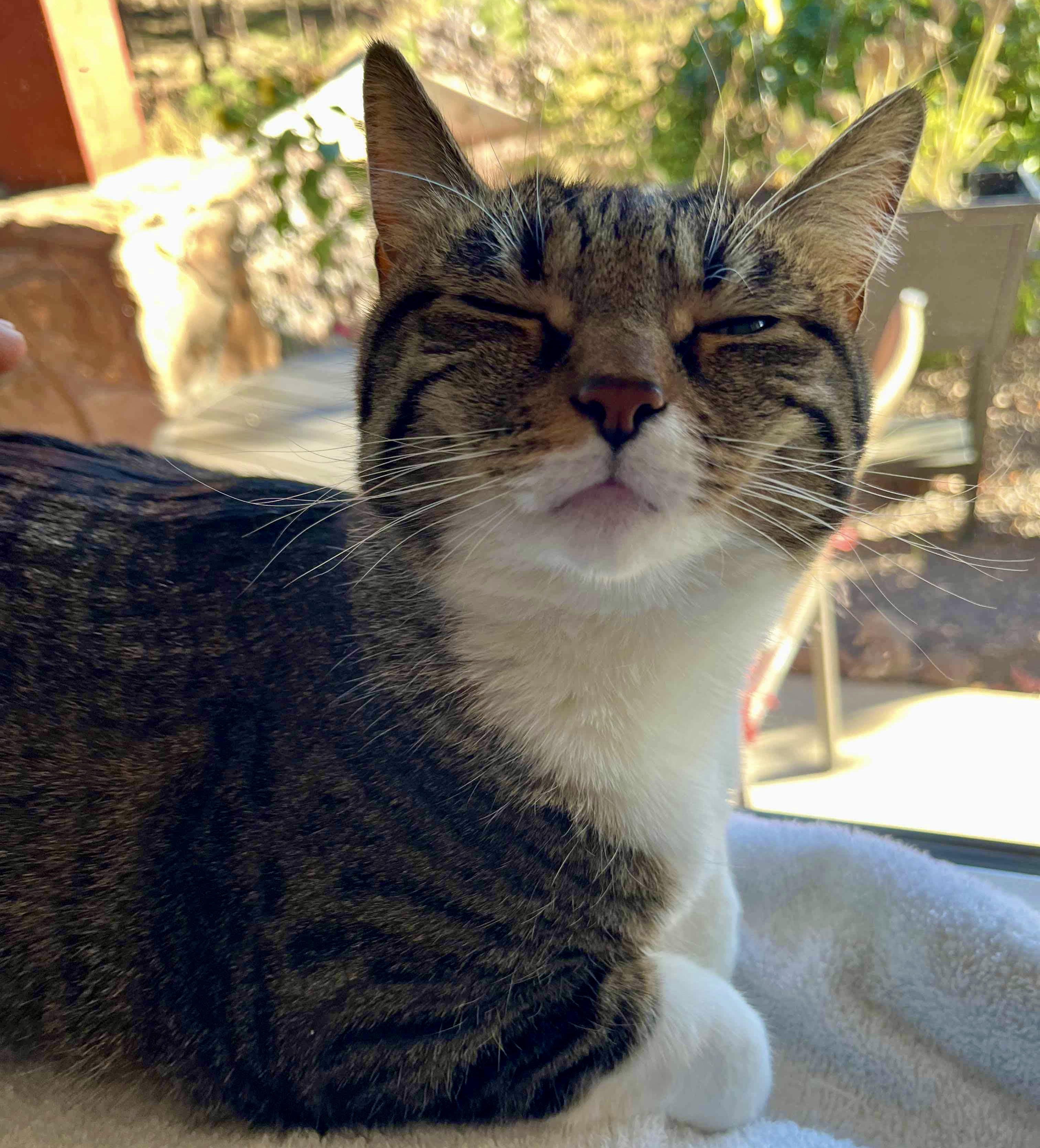 7 Life Lessons from Izzy the Cat – Micro of the Macro